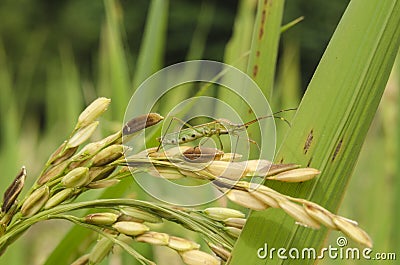 Rice Pests Stock Photo | CartoonDealer.com #85664916