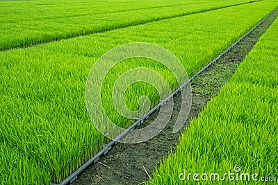 Rice Seedling Breeding Plots Stock Photography | CartoonDealer.com ...