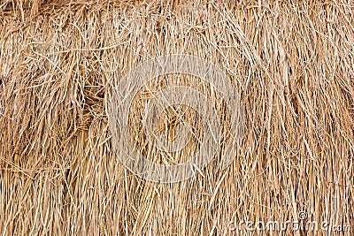 Rice Straw Texture Background. Royalty-Free Stock Photo | CartoonDealer ...