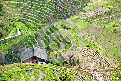 Rice Terraces In Longsheng, China Stock Photo - Image: 53995964