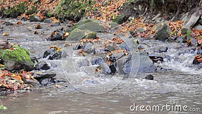 Natural rill stock video. Video of plant, flowing, landscape - 43443381