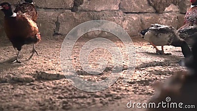 March Of The Ducks Picture. Image: 505659