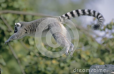 Ring-tailed Lemur Jumping Stock Photography - Image: 23299882