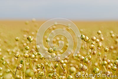 Ripe Commercial Flax Crop Stock Images - Image: 11107574
