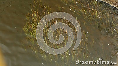 River Algae in the Water Top View Stock Footage - Video of boat ...
