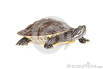 River Turtle Side View Stock Photo - Image: 46936590