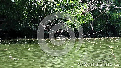 River Flowing Gently with Light Reflections and Ripple Wave through ...