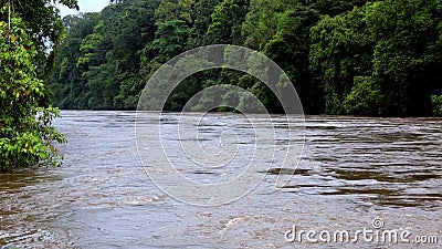 The River in the Jungle of Equatorial Guinea Stock Video - Video of ...