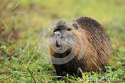 River Rat Stock Photos - Image: 22651573