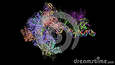 RNA Polymerase I Pre-initiation Complex DNA Opening Intermediate 1 To ...