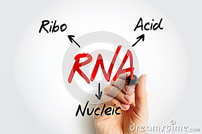 RNA Ribonucleic Acid - Polymeric Molecule Essential In Various ...