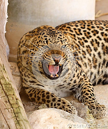Roaring Leopard Royalty Free Stock Photography - Image: 2467887