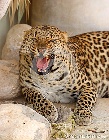 Roaring Leopard Stock Photos - Image: 2467913