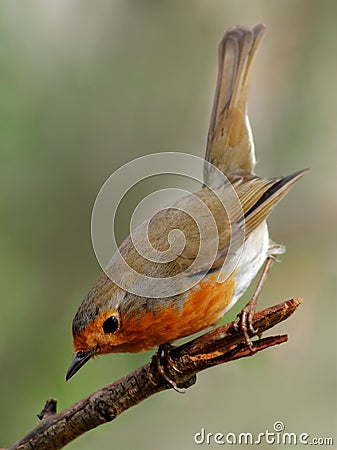 Robin Bird Stock Image - Image: 8565541