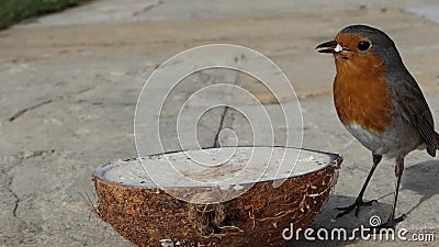 Robin Feeding from Insect Coconut Suet Shell at Bird Table Stock Video ...