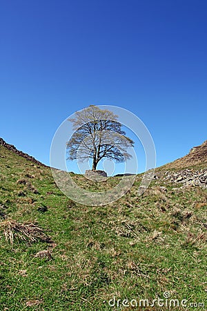 Robin Hood Tree Royalty-Free Stock Photography | CartoonDealer.com #763007