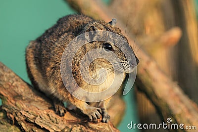 Rock Cavy Stock Photo - Image: 27859580