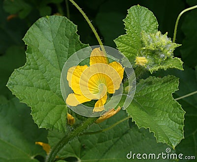 Rock Melon Flower Stock Photography - Image: 1901772
