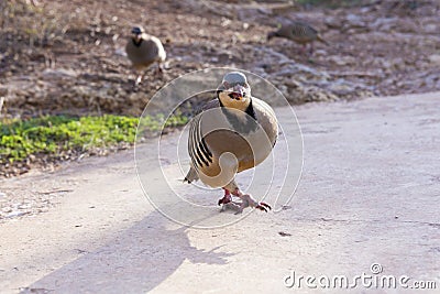 Rock Partridge Walking On The Steps From Poseidon Temple Stock ...