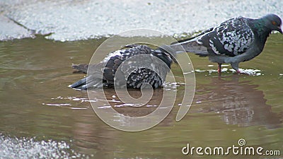 Pigeons Splash and Bath in a Water Stock Footage - Video of dove ...