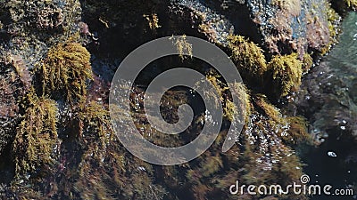 Rocks and Reefs Covered with Moss and Algae in the Sea or Ocean. Stock ...