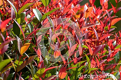 Rode En Groene Bladeren Op Struik Stock Foto - Afbeelding: 66867108