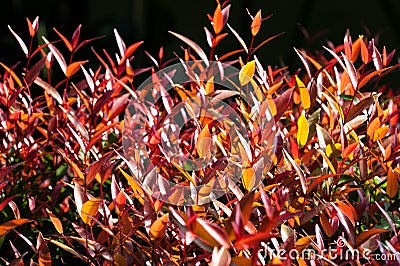Rode En Groene Bladeren Op Struik Stock Foto - Afbeelding: 66867272