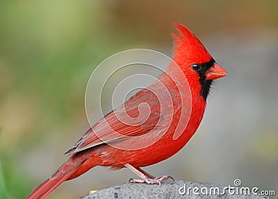 Rode Kardinaal Stock Fotografie - Afbeelding: 8860022