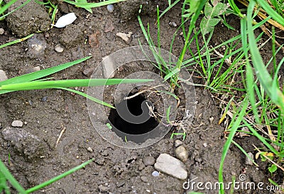 Rodent Hole In Garden Royalty Free Stock Photography - Image: 33354067
