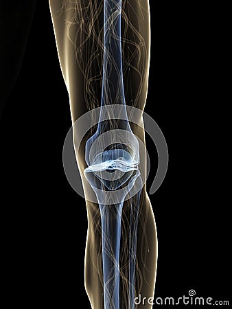 Rodilla Humana Imagenes de archivo - Imagen: 7725524