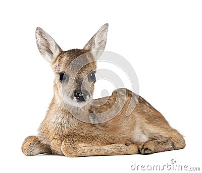 Roe Deer Fawn In Front Of A White Background Stock Photography ...
