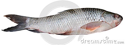 Rohu Fish Isolated On White Stock Images - Image: 18452604