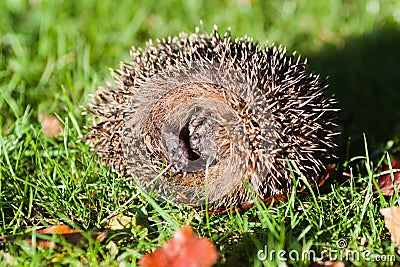 Rolled Up Hedgehog Stock Images - Image: 27227924