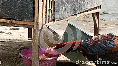 The Rooster is Drinking Water in a Plastic Container. Concept for Farm ...