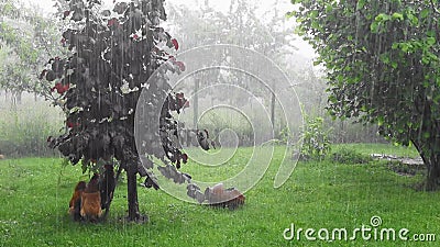 Rooster and Hens Hide from the Rain Under a Tree Stock Video - Video of ...