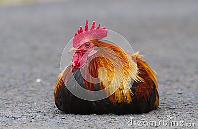 Rooster Sitting On The Ground Stock Images - Image: 27082564