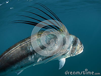 Roosterfish Swimming Away Underwater Royalty Free Stock Photography ...