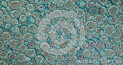 Root of an Fern in Cross Section Stock Video - Video of transmitted ...