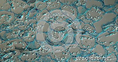 Root of an orchid stock footage. Video of macro, leave - 205429042