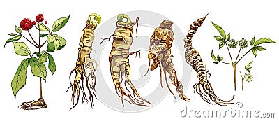 Root Panax Ginseng. Vector Color Vintage Hatching Illustration Isolated ...