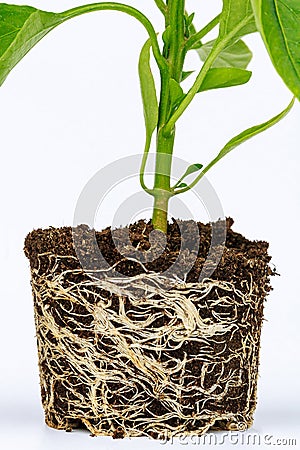 Root Stem Of Pepper Seedlings. Bell Pepper Seedling With A Well ...