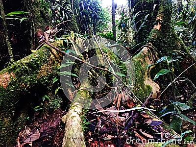 The Roots Of A Large Tree Forming A Typical View In The Amazon ...