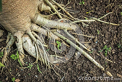 The Roots Of Papaya Most Deeply Rooted. Stock Photo - Image: 63040224