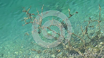 The Roots of the Spruce Trees Under Water. Stock Footage - Video of ...