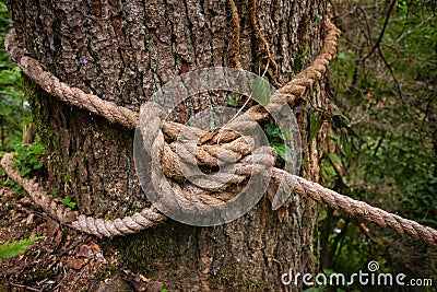 Rope Knot On The Tree Stock Photo | CartoonDealer.com #128820204