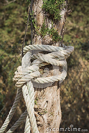 Rope Tied To A Tree Stock Photo - Image: 40843147