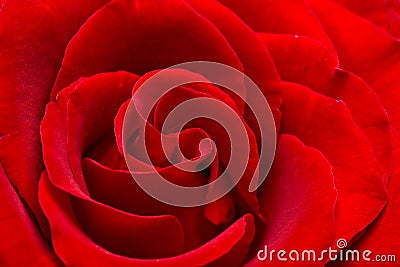 Rose petails stock photo. Image of bloom, blossom, nature - 1458948
