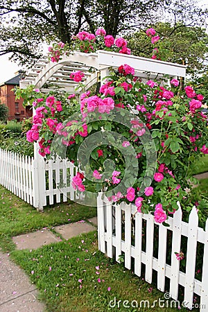 Rose Arbor Stock Image - Image: 955081