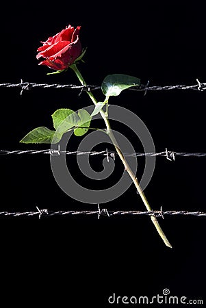 Rose And Barbed Wire Stock Image - Image: 16975871