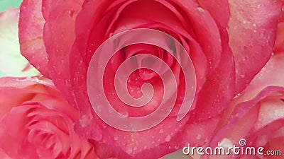 Rose Dripping Water Slow Motion Stock Footage - Video of water, flower ...